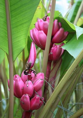 Musa dasycarpa | Musa velutina | Dwarf Pink Banana | Pink Velvet Banana ...