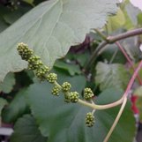Vitis 'Roger's Red' | Vitis californica x vinifera 'Rogers Red' | Roger ...