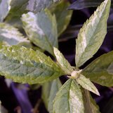 Buddleja 'Burncross' PP22680 | Burncross Butterfly Bush | plant lust