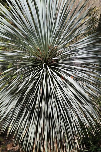 Yucca rostrata 'Sapphire Skies' | | plant lust