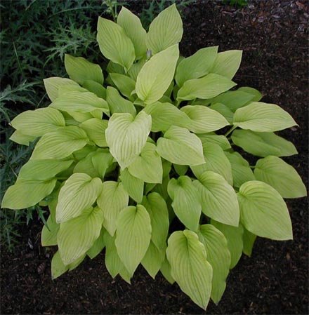 Hosta 'Granary Gold' | | plant lust