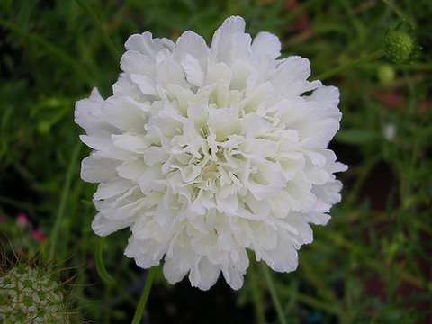 Scabiosa atropurpurea 'Snowmaiden' | Snow Maiden Pincushion Flower ...