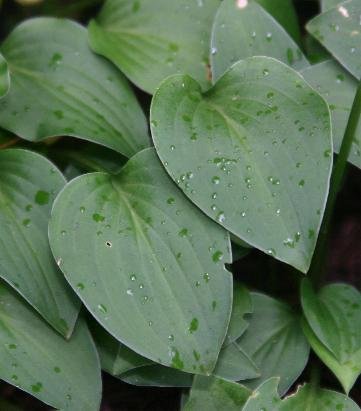 Hosta venusta | Hosta 'Venusta' | plant lust