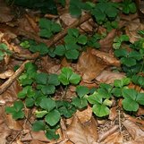 Cardamine trifolia | Cardamine trifoliata | Trifoliate Bittercress ...