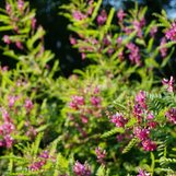 Indigofera heterantha | Himalayan Indigo | plant lust