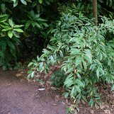 Cleyera japonica 'Variegata' | Romeo Cleyera | plant lust
