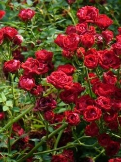 Rosa Red Cascade PP3962 | Rosa 'Red Cascade Climbing' | Rosa 'Red ...