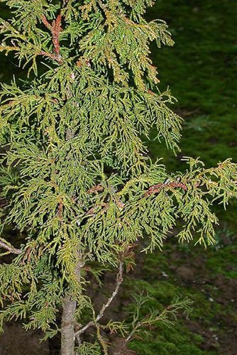 Chamaecyparis obtusa 'Torulosa' | Chamaecyparis 'Torrulosa' | Cupressus ...