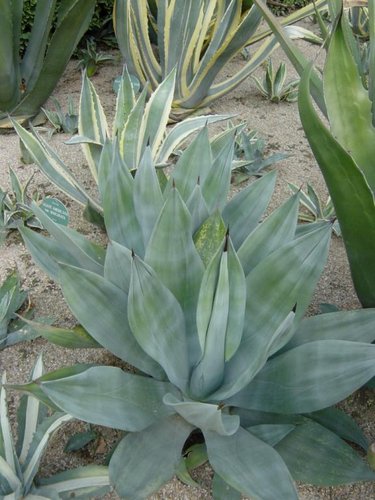 Agave weberi | Weber's Agave | plant lust