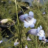 Penstemon amphorellae | Mexican Blue Penstemon | plant lust