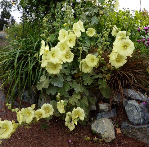 Alcea rugosa | Alcea taurica | Hollyhock | Russian Hollyhock | plant lust