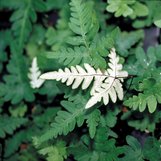 Cheilanthes argentea | Silver Cloak Fern | plant lust