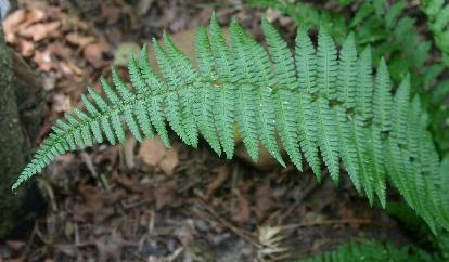 Dryopteris x complexa 'Stablerae' | Dryopteris affinis 'Stableri ...