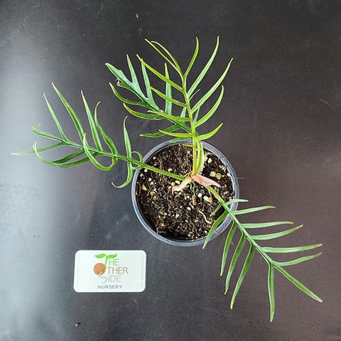 Philodendron tortum | Philodendron 'Tortum' | Frond Philodendron ...