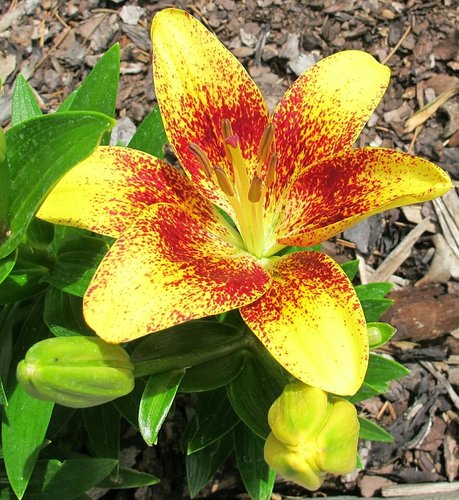 Lilium Lily Looks 'Tiny Nugget' PP26224 | Tiny Nugget Dwarf Asiatic ...