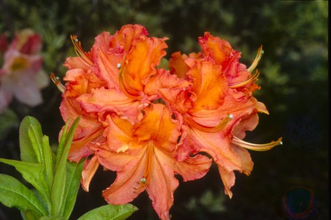 Mandarin Lights Azalea | Azalea 'Mandarin Lights' | plant lust