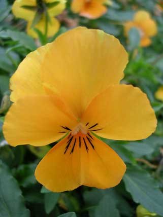 Viola 'Sorbet Orange Delight' | Sorbet Orange Delight Viola | plant lust