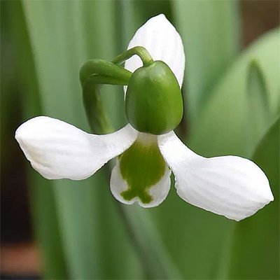 Galanthus elwesii 'Beluga' | Beluga Giant Snowdrop | plant lust