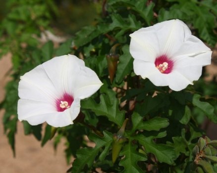 Merremia dissecta | Convolvulus dissecta | Distimake dissectus | Alamo ...