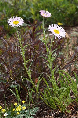 Erigeron peregrinus | Erigeron perigrinus | Subalpine Daisy | Subalpine ...