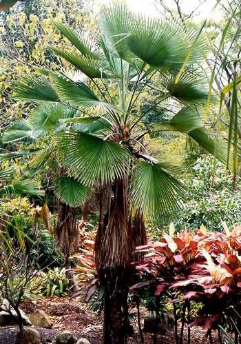 Trachycarpus martianus [Khasia Hills] | Trachycarpus khasianus ...