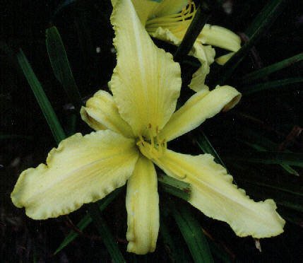 Hemerocallis 'Holy Grail' | Holy Grail Daylily | plant lust