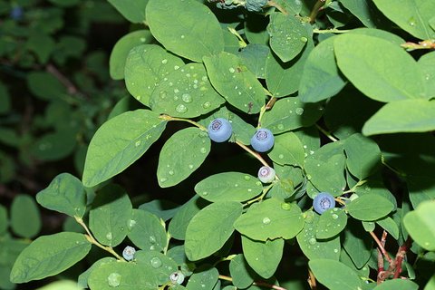 Vaccinium ovalifolium | Oval-Leaved Huckleberry | plant lust