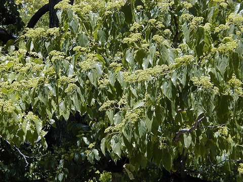 Hovenia dulcis | Honey Tree | Japanese Raisin Tree | plant lust