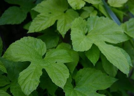 Humulus lupulus 'Nugget' | Nugget Hop Vine | Nugget Hops | plant lust