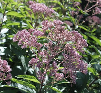 Eupatorium from multiple nurseries on Plant Lust