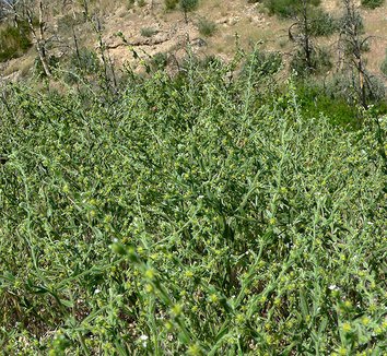 Lappula from multiple nurseries on Plant Lust