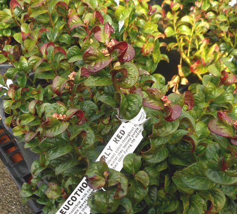 Leucothoe axillaris 'Curly Red' | Curly Red Leucothoe | plant lust