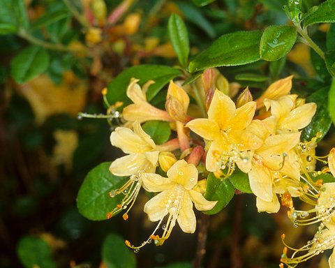 My Mary Deciduous Azalea | Azalea 'My Mary' | Rhododendron x 'My Mary ...