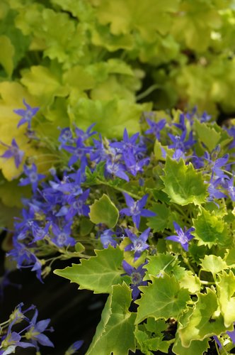 Campanula garganica 'Dickson's Gold' | Campanula garanica 'Dickson's ...