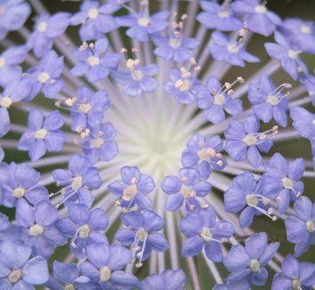 Trachymene from multiple nurseries on Plant Lust