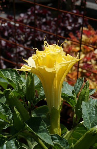 Datura metel 'Ballerina Yellow' | Devil's Trumpet | Downy Thorn Apple ...