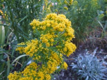 Solidago riddellii | Riddell's Golden Rod | plant lust