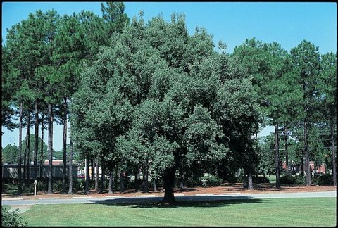 Quercus myrsinifolia | Chinese Evergreen Oak | plant lust