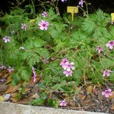 Geranium palmatum | Canary Island Geranium | plant lust