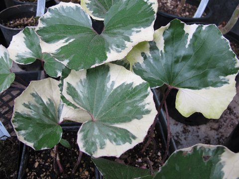 Farfugium japonicum 'Argenteum' | Farfugium japonicum 'Argentea ...