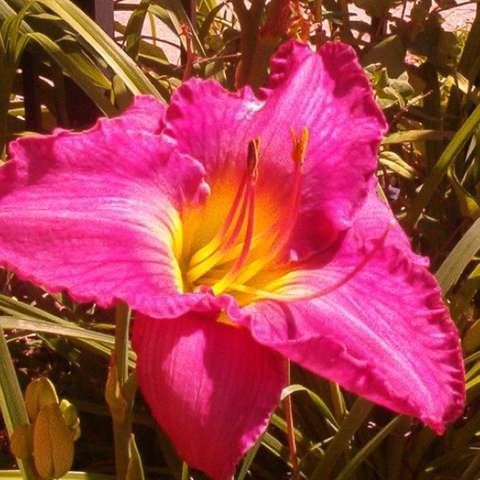 Hemerocallis 'Purple De Oro' | Hemerocallis 'Purple D'Oro' | Purple D ...