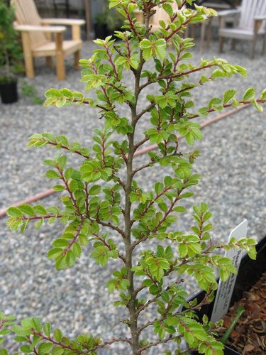 Ulmus x hollandica 'Jacqueline Hillier' | Ulmus carpinifolius ...