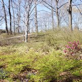Rhododendron 'Landmark' | | plant lust
