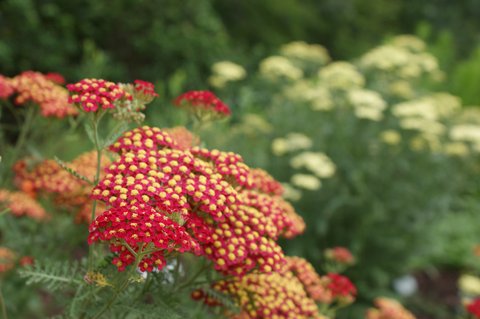 Achillea millefolium 'Paprika' | Achillea x millefolium 'Paprika ...