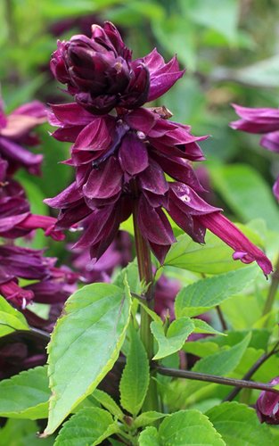 Salvia splendens 'Lighthouse Purple' | plant lust