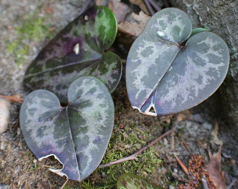 Hexastylis virginica | Asarum virginica | Virginia Heartleaf Ginger ...