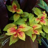 Fuchsia 'Autumnale' | | plant lust