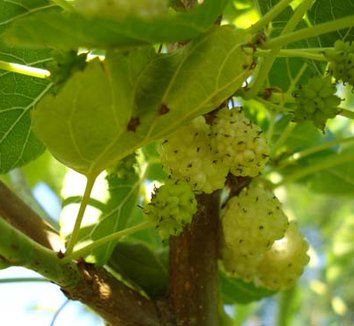 Morus alba var. tatarica | Morus alba tatarica | Russian Mulberrry ...