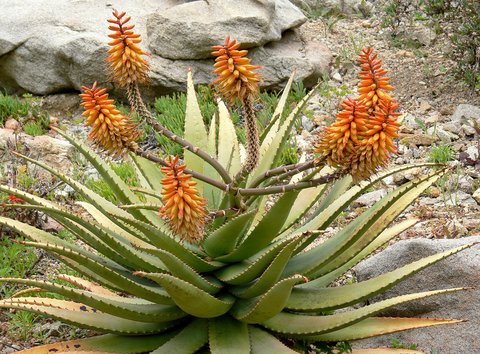 Aloe claviflora | Jackal's Tail Aloe | plant lust