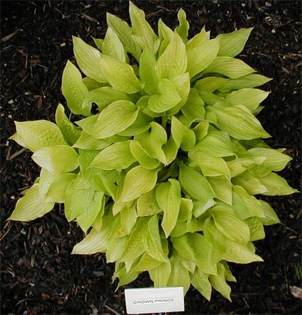 Hosta 'Crown Prince' | | plant lust